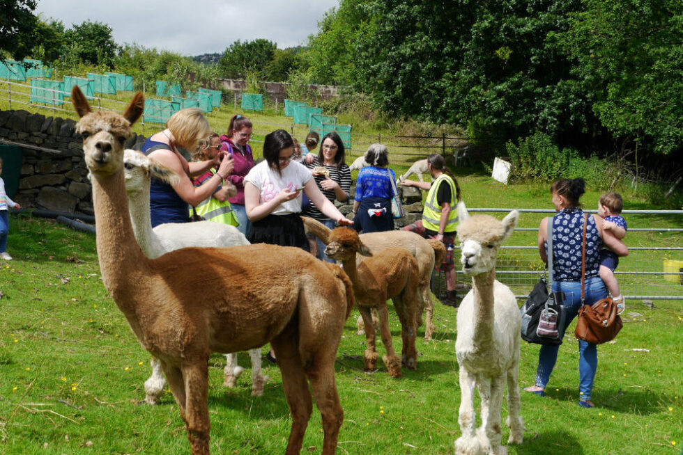 Holly Hagg Alpaca Trekking and Community Farm