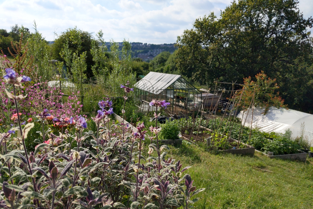 Holly Hagg Alpaca Trekking and Community Farm